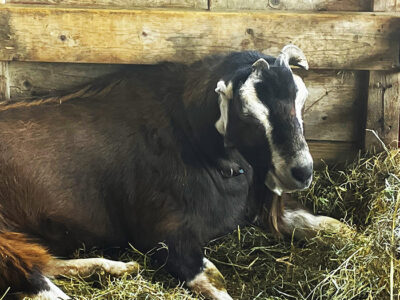 Can Animals Feel Pain? Pain Recognition in Livestock - Countryside